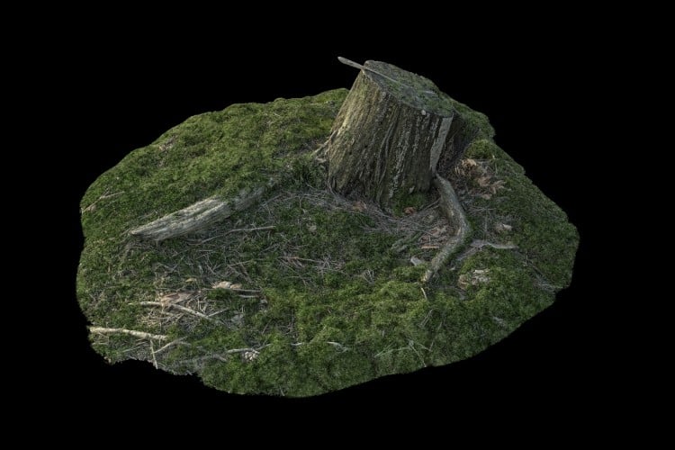 Forest element 40 forest element | Evermotion