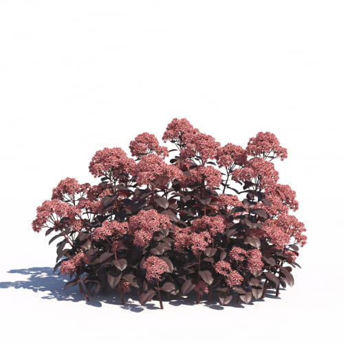 Sedum telephium 5 AM275 Archmodels | Evermotion